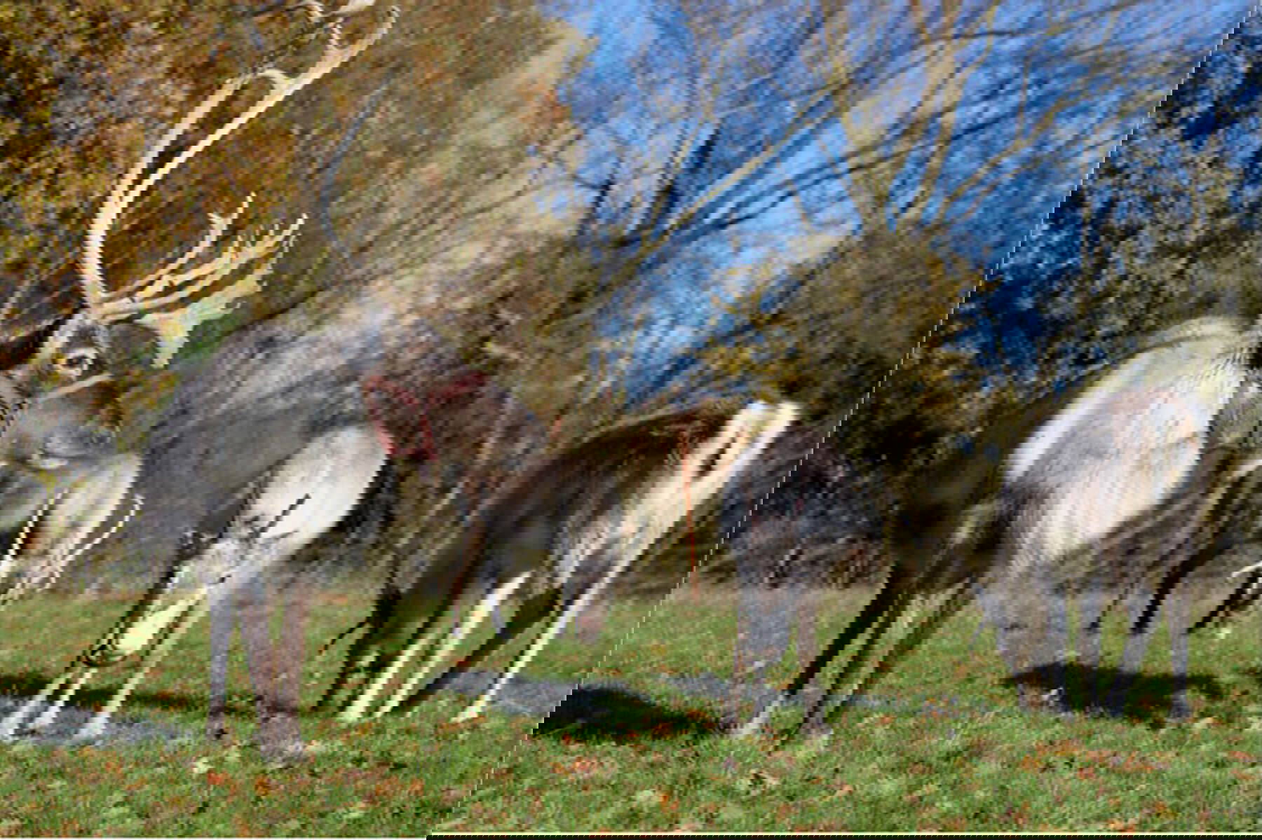 Landing page reindeer - The Reindeer Centre