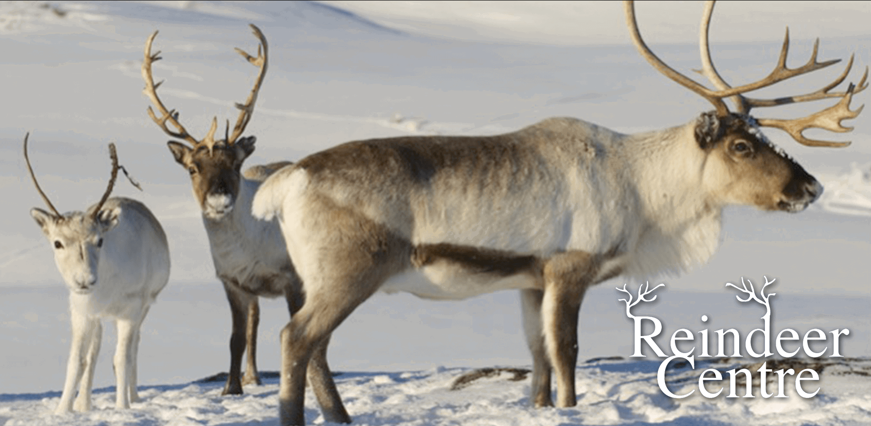 Landing-page-reindeer-cropped3 - The Reindeer Centre